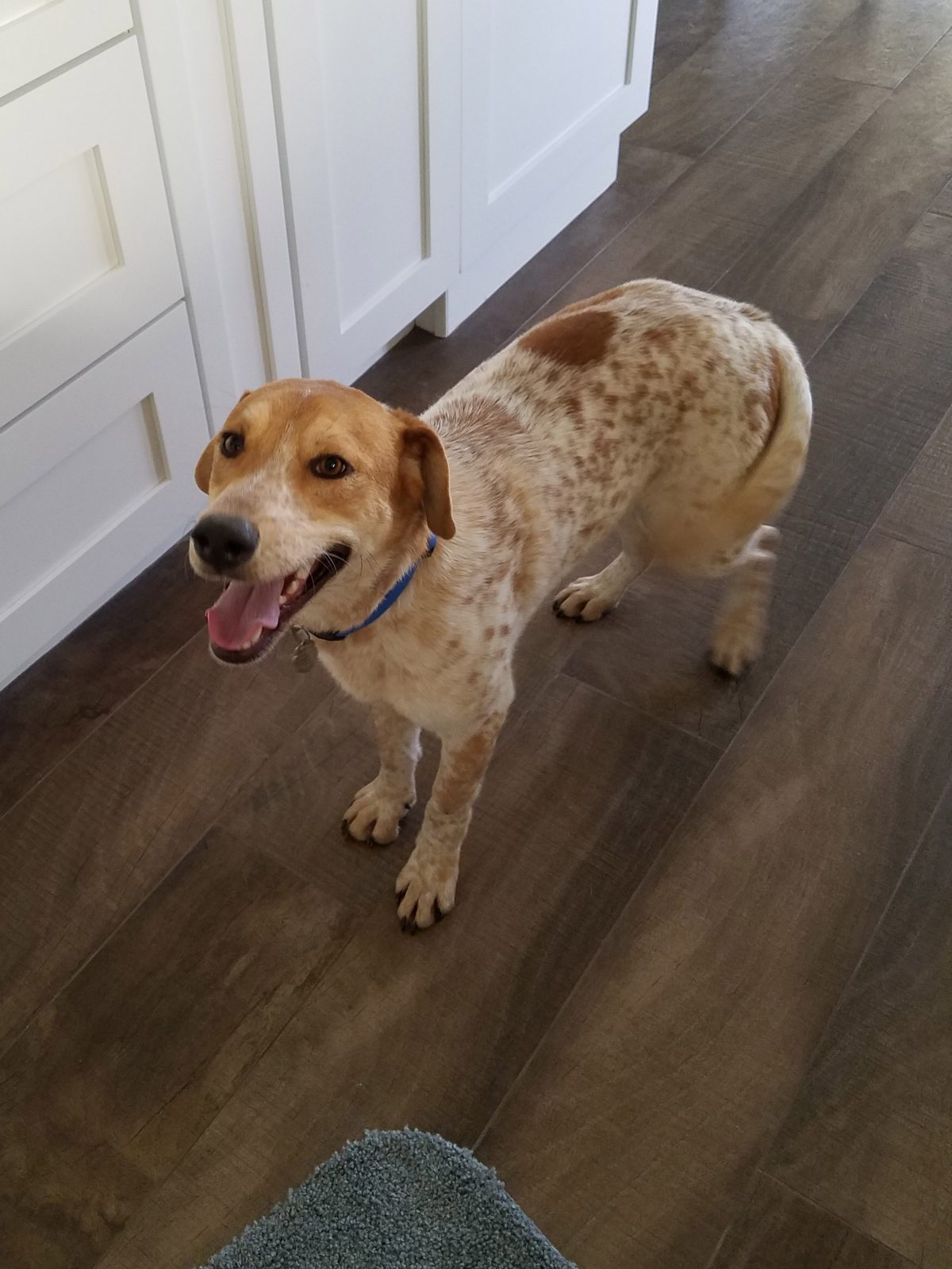 Smiley – 1-year-old male Red Heeler/Hound Mix ADOPTED - Arizona Cattle ...