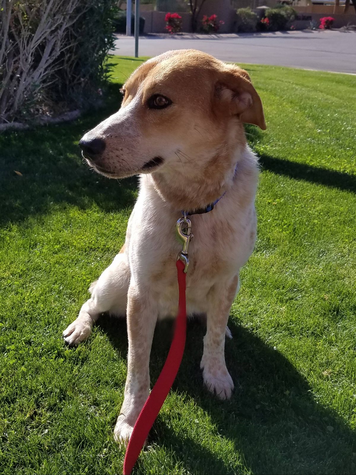 Smiley – 1-year-old male Red Heeler/Hound Mix ADOPTED - Arizona Cattle ...