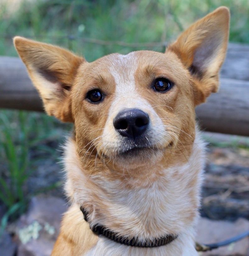 blue heeler rescue in arizona Archives - Arizona Cattle Dog Rescue