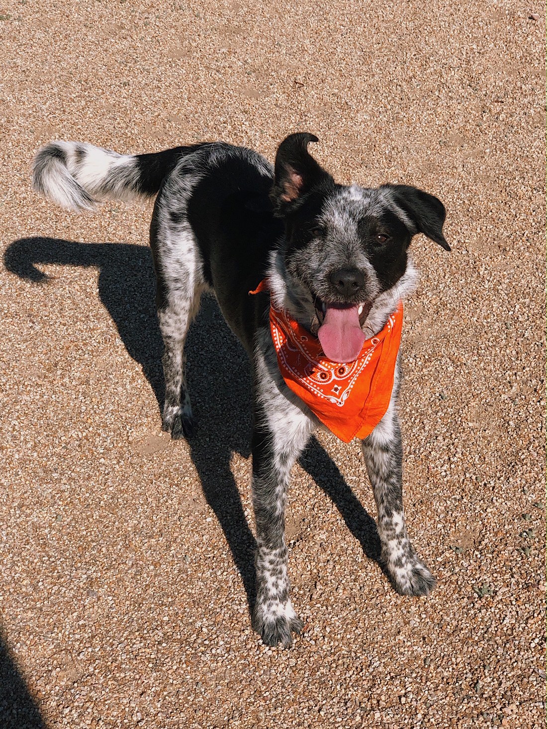 - Arizona Cattle Dog Rescue