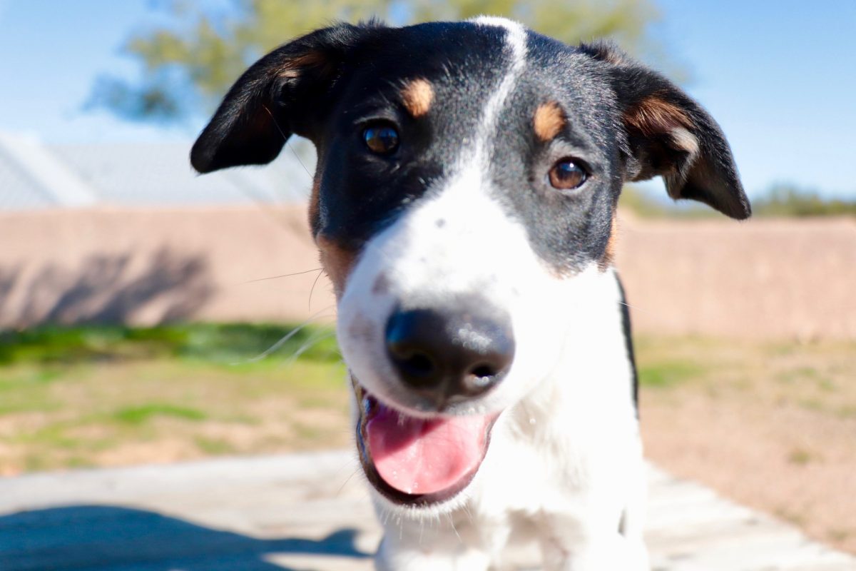 Scarecrow - 5-month-old male ACD/Border Collie/Hound (?) mix ADOPTED ...