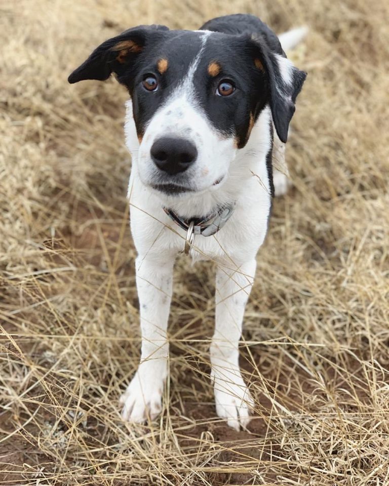 Scarecrow - 5-month-old male ACD/Border Collie/Hound (?) mix ADOPTED ...