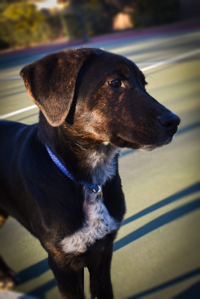 Yukon 4 month old ACD mix ADOPTED - Arizona Cattle Dog Rescue