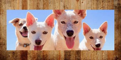 Arizona Cattle Dog Rescue - Arizona Cattle Dog Rescue