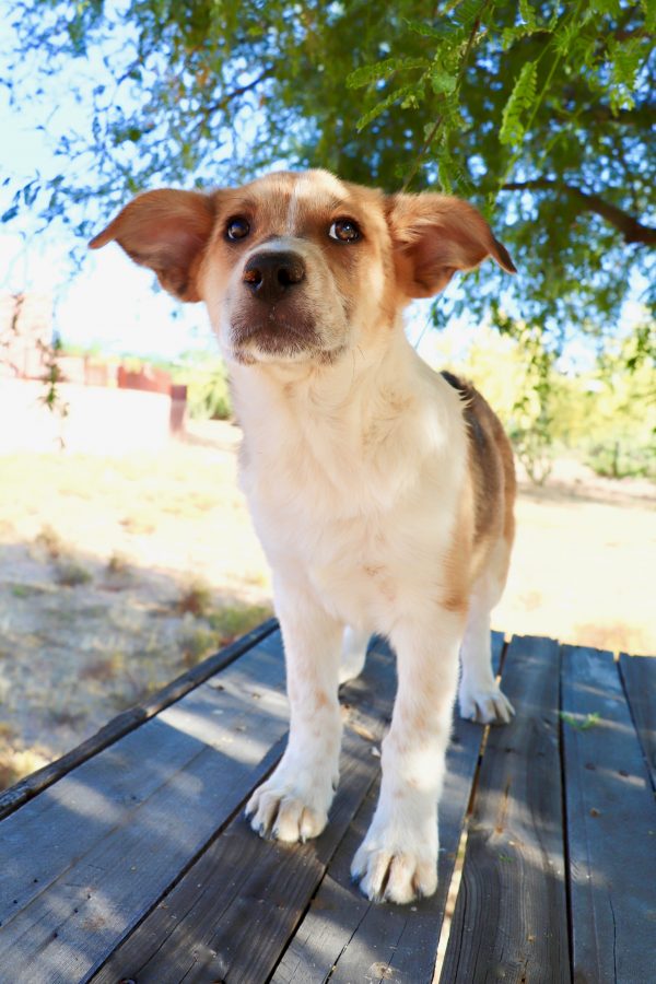 Juke Box Heeler 16 week old male ACD/Aussie/?? mix ADOPTED - Arizona ...