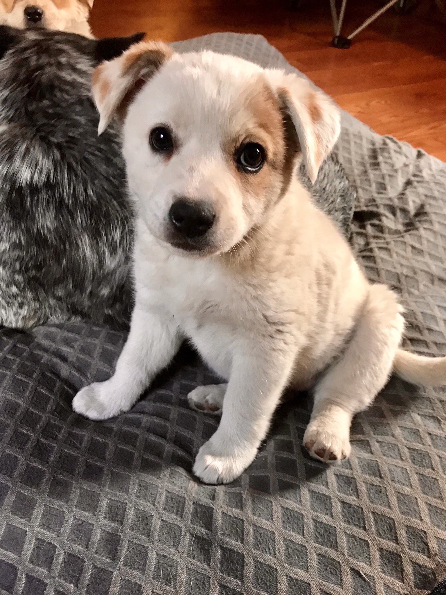 Sabi 5 month old female ACD mix (?) ADOPTED - Arizona Cattle Dog Rescue