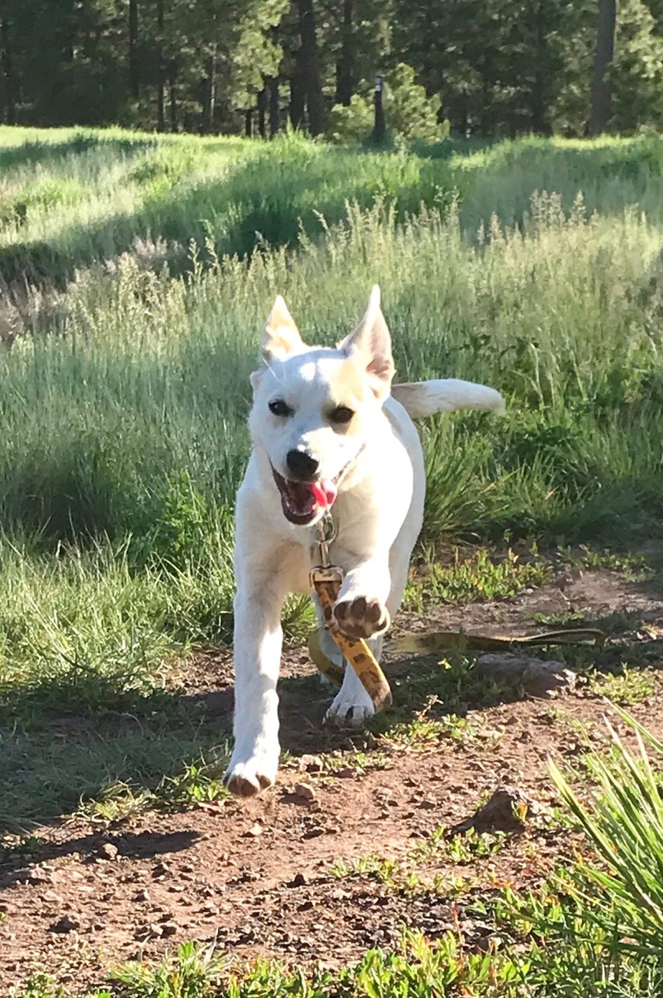 Sabi 5 month old female ACD mix (?) ADOPTED - Arizona Cattle Dog Rescue