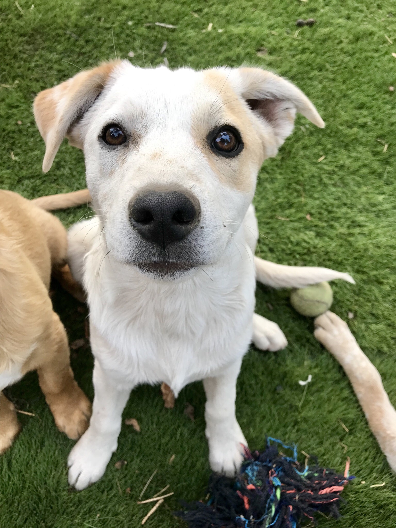Sabi 5 month old female ACD mix (?) ADOPTED - Arizona Cattle Dog Rescue