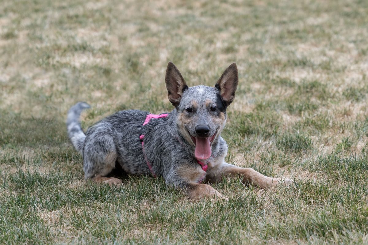 Utah - Arizona Cattle Dog Rescue