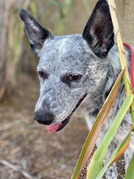 Dogs - Receive - Arizona Cattle Dog Rescue