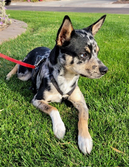 Timmy - 2 Year Old Male ACD - Arizona Cattle Dog Rescue