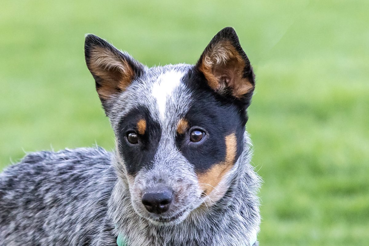 Corey- ACD male- 4 months old - Arizona Cattle Dog Rescue
