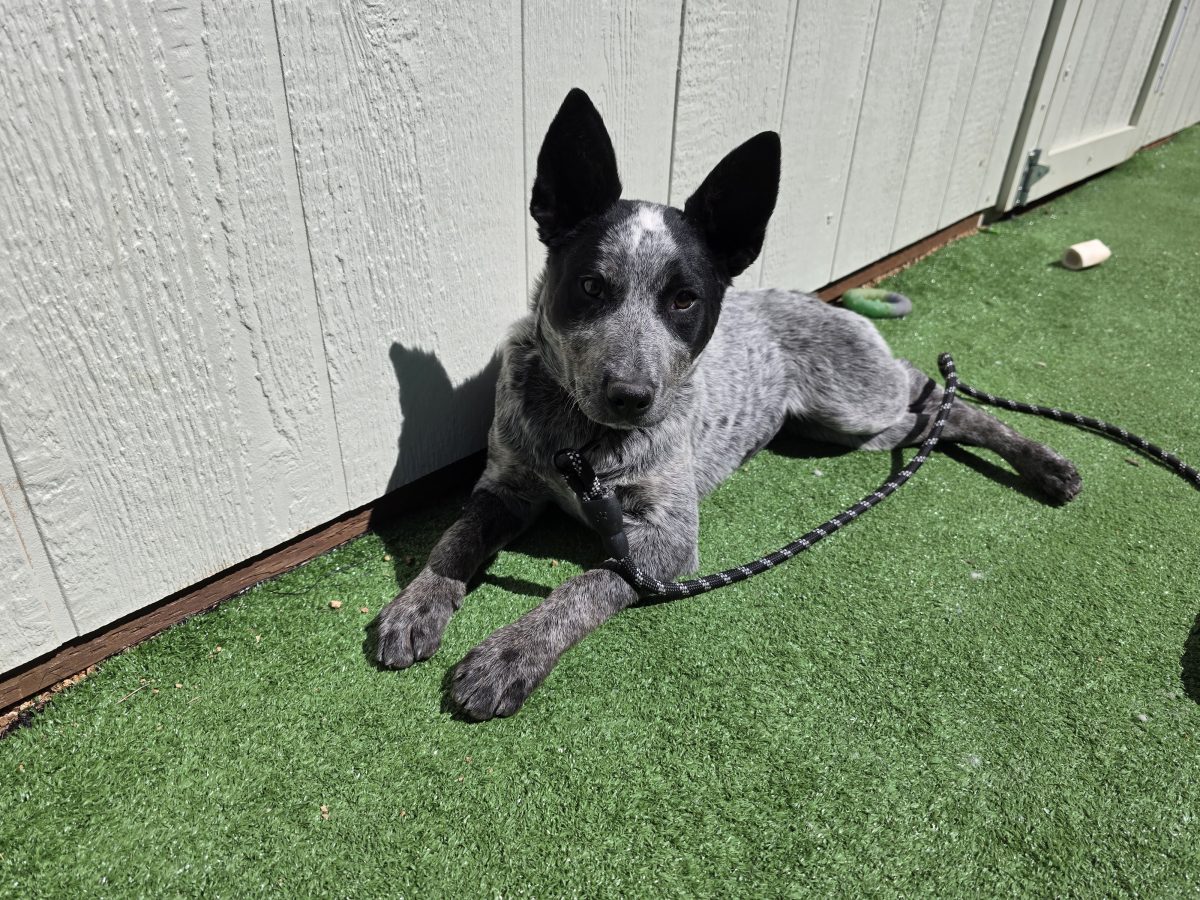 Ellie- 4 1/2 month old female ACD mix - Arizona Cattle Dog Rescue