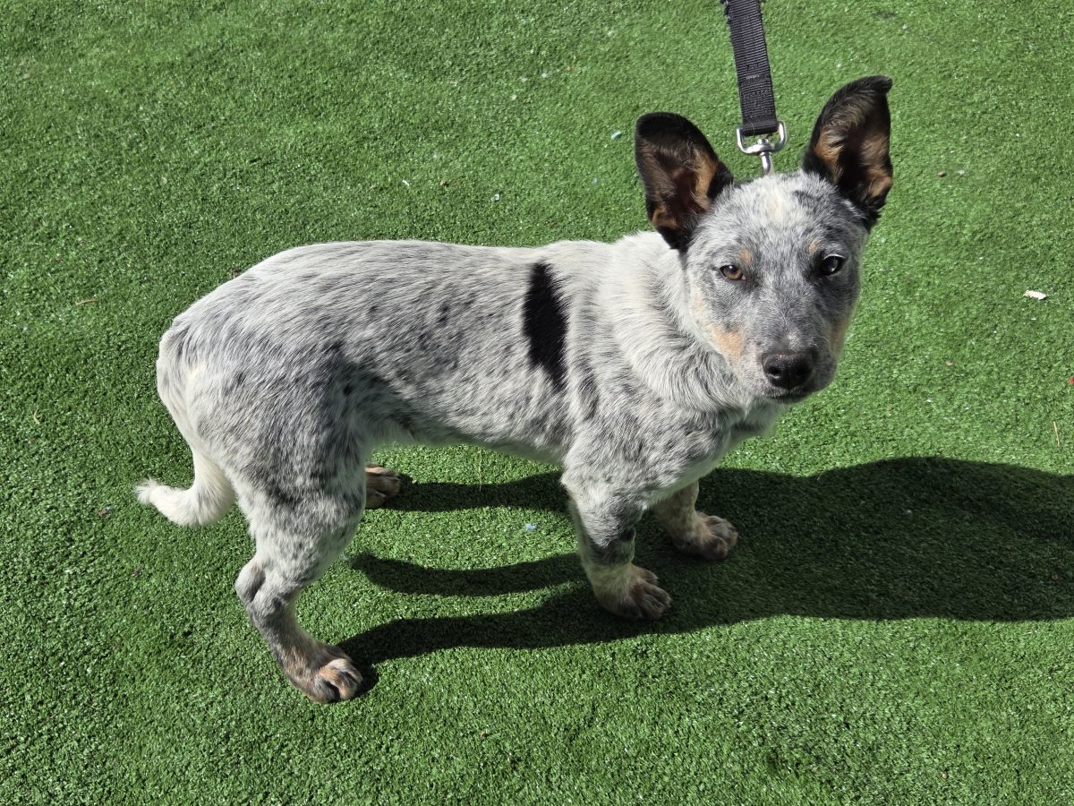 Timber- 4 1/2-month-old Male ACD Mix - Arizona Cattle Dog Rescue
