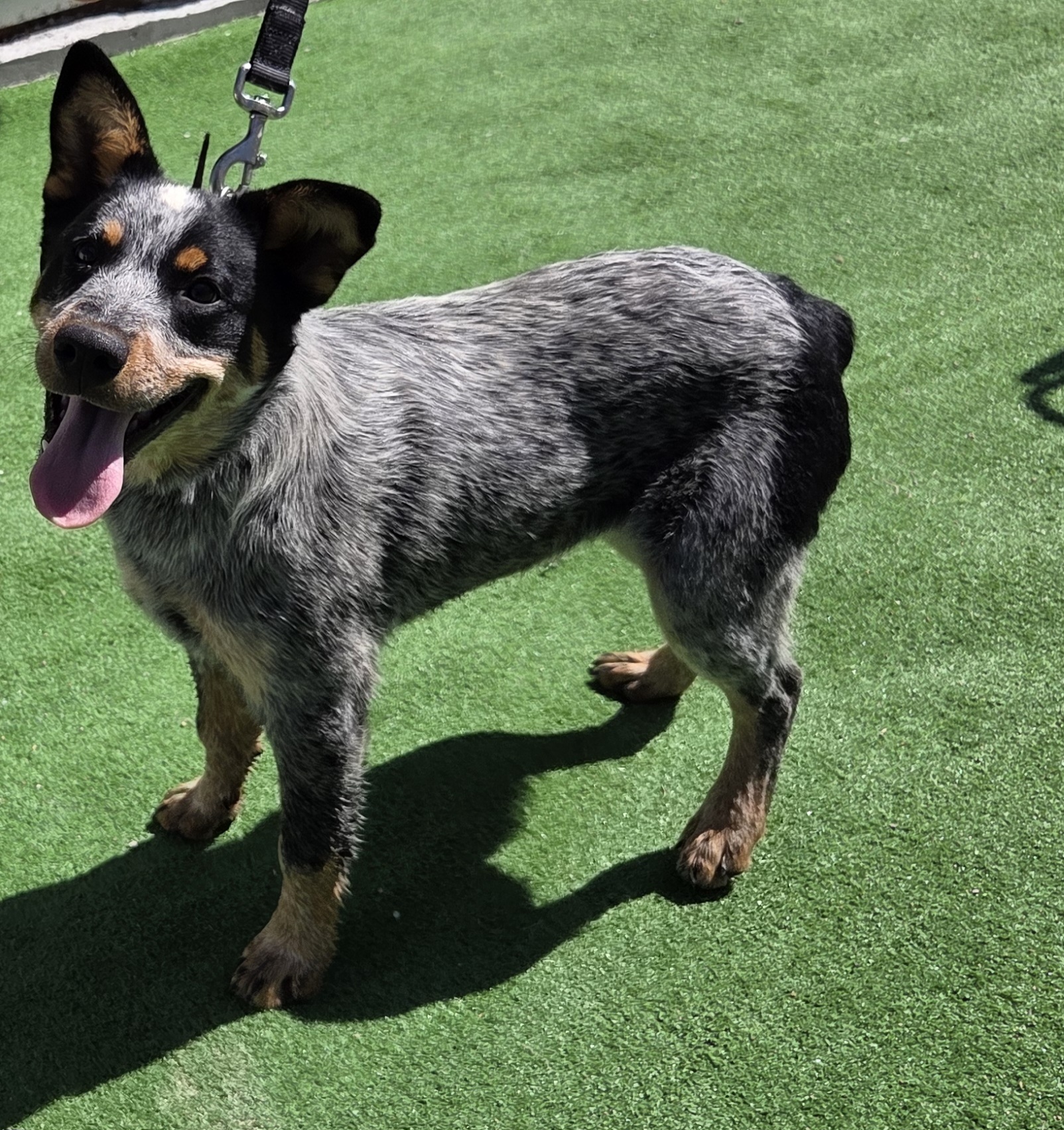 5-Month-Old Male Cattle Dog puppy- Shelby - Arizona Cattle Dog Rescue