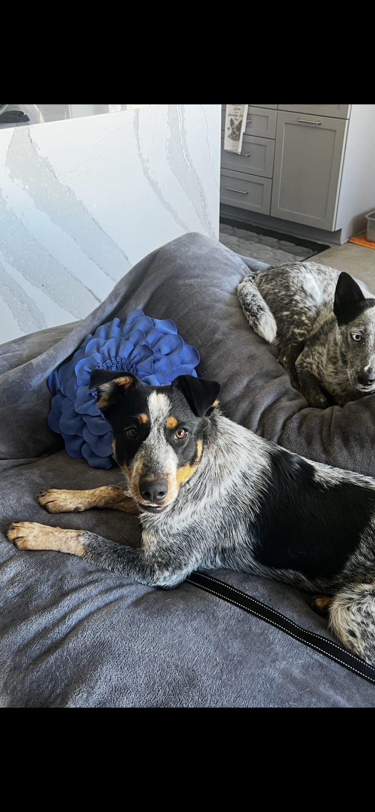 Shadow- 11 month old ACD mix - Arizona Cattle Dog Rescue