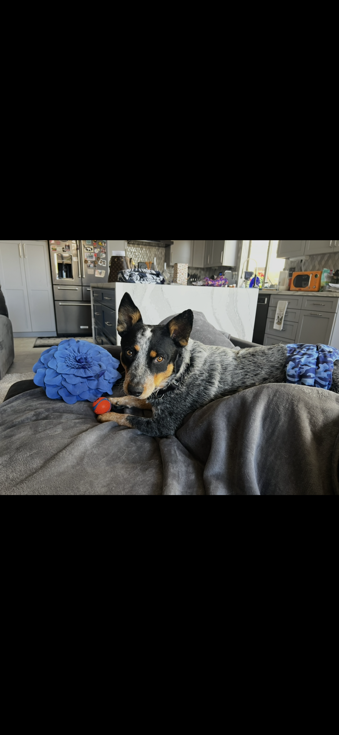 Torque- 1 year old Cattle Dog - Arizona Cattle Dog Rescue