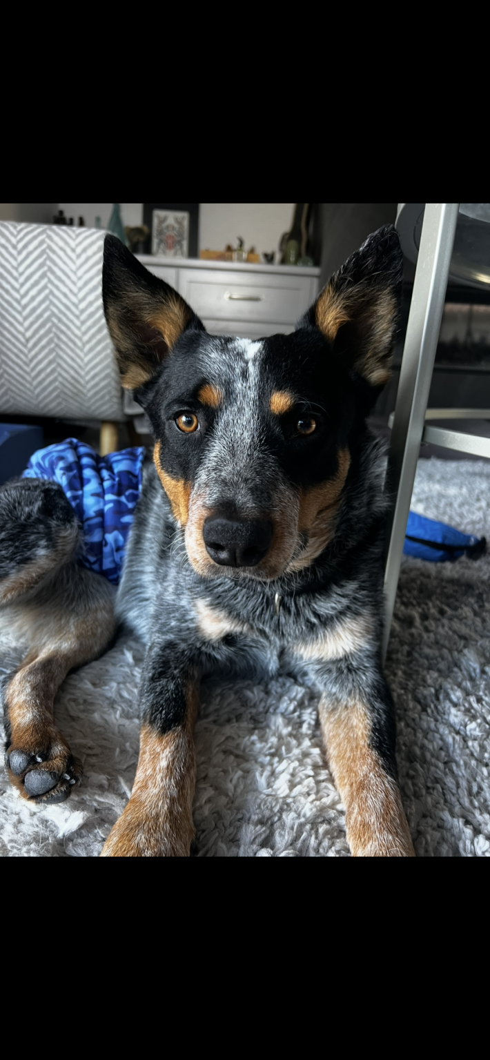 Torque- 1 year old Cattle Dog - Arizona Cattle Dog Rescue